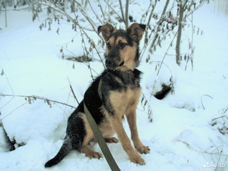 Ласковая и смелая молоденькая собачка