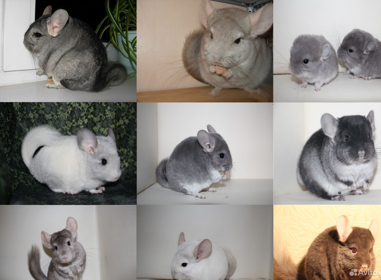 Шиншиллы из домашнего питомника, клетка