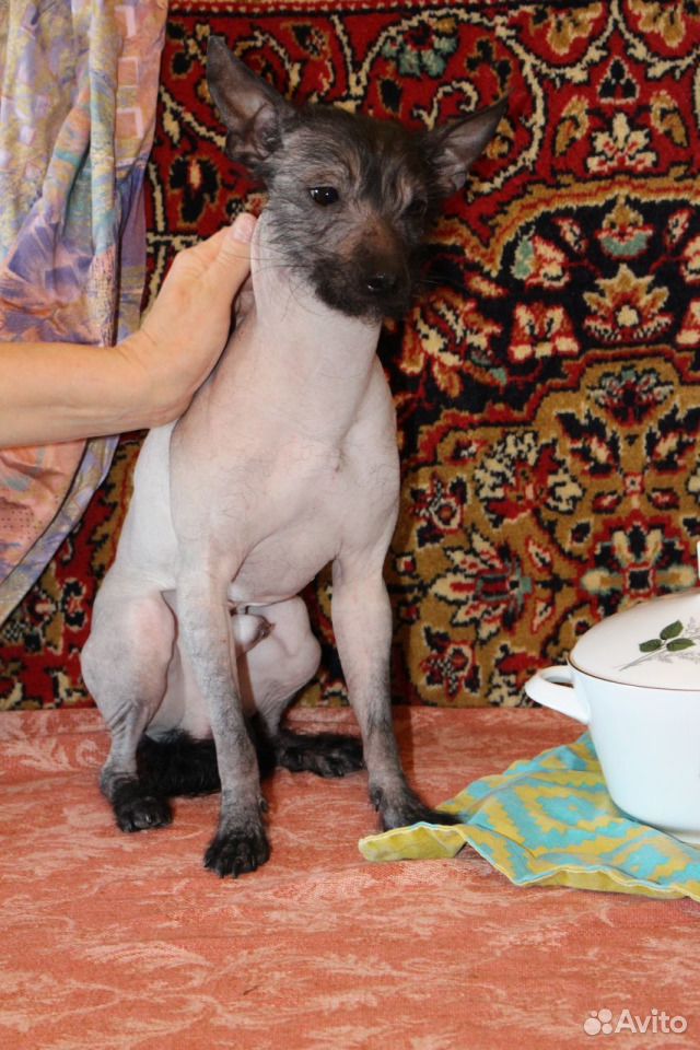 Мальчик ксоло мини