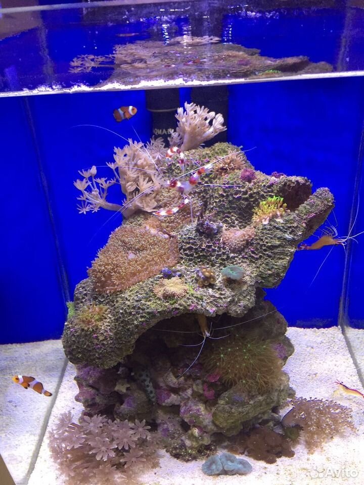 Аквариум морской 30 л под ключ