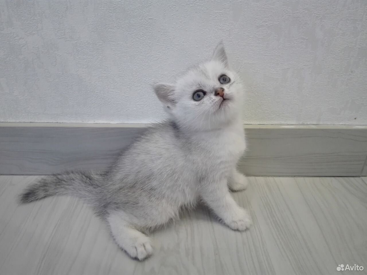 Воспитанный британский котенок