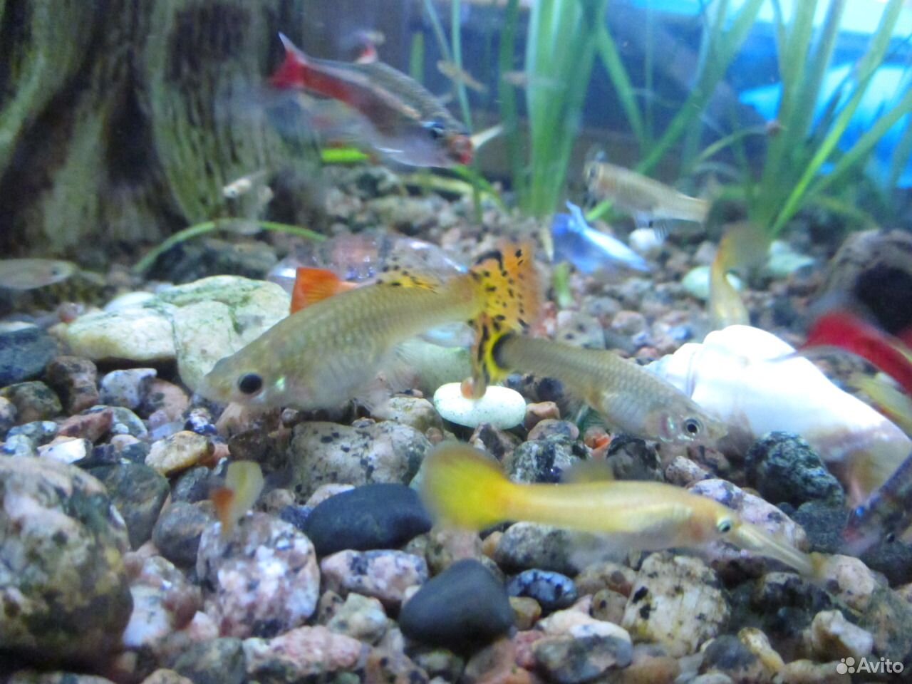 Отдам мальков гуппи Колпино