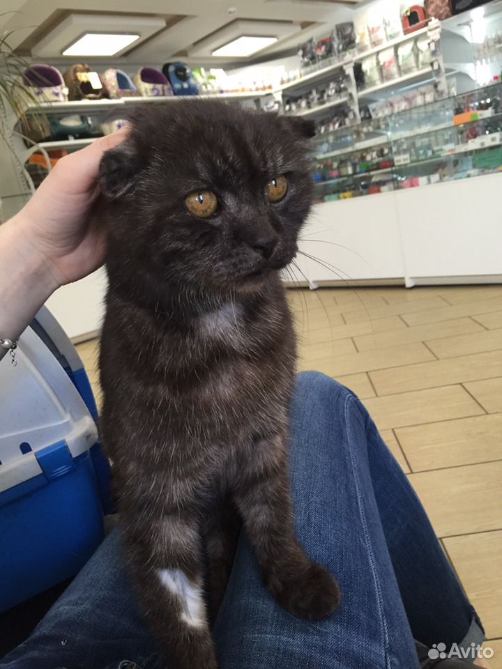 Настрадавшийся котик Макс в добрые руки
