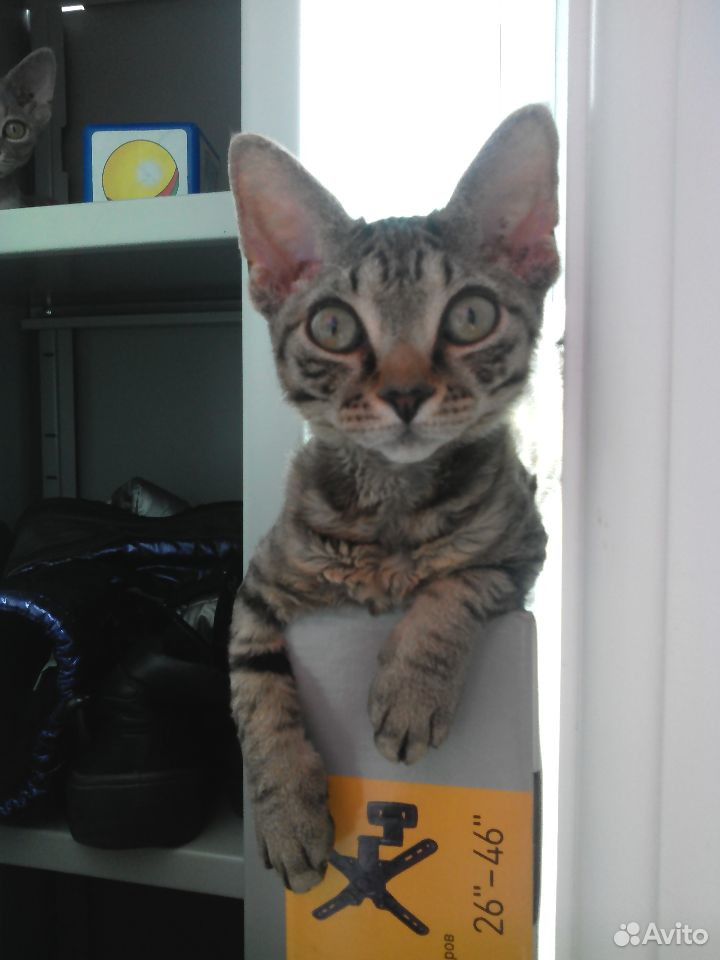 Девон-рекс, коты-бархаты