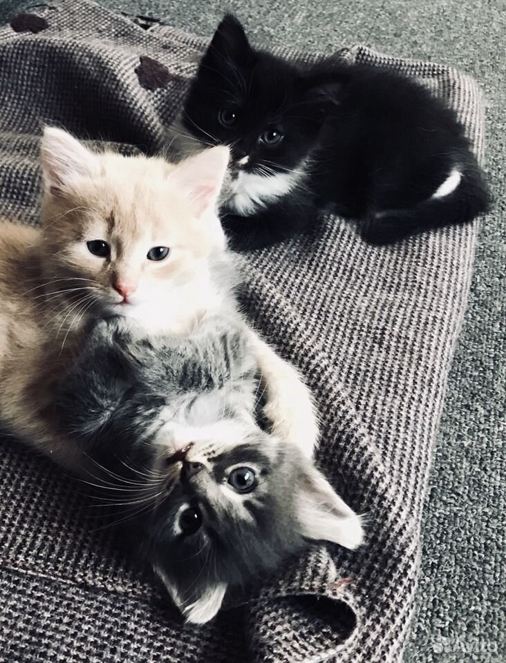 Чудесные котята