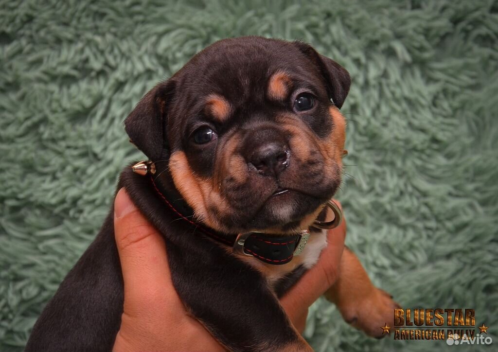 Очень крутой малыш Американского Булли