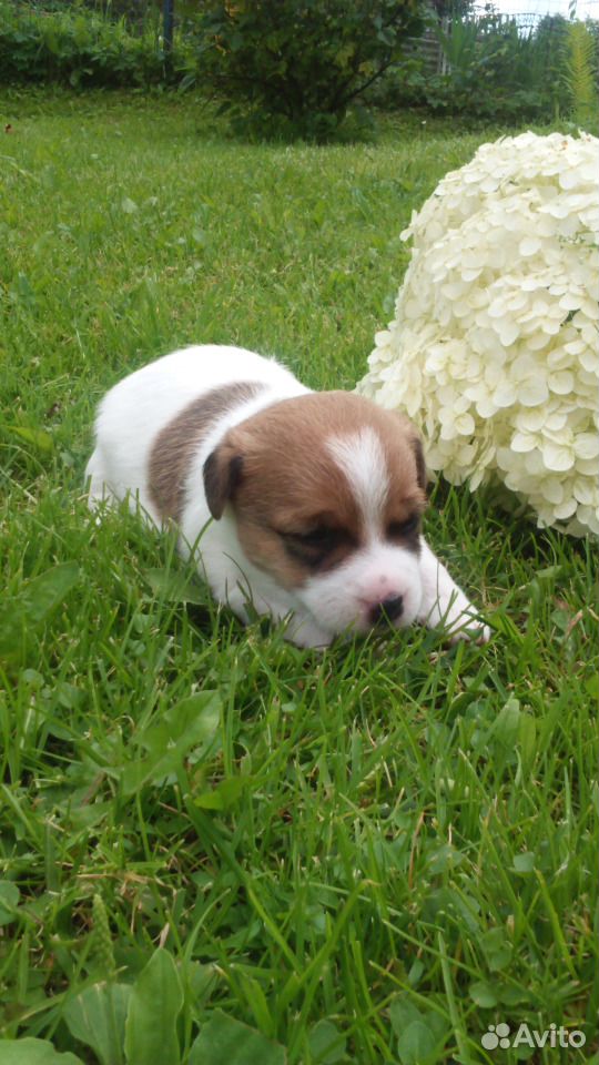 Шикарные щенки Джек Рассел Терьер