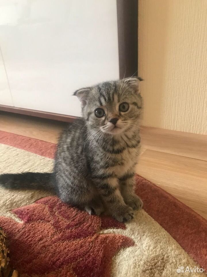 Шотландцы
