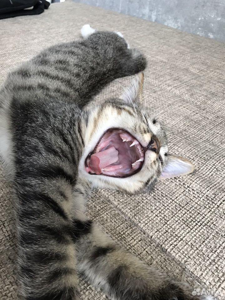 Котёнок в добрые руки