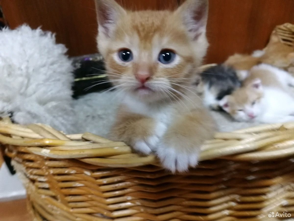 Котятки - метисы