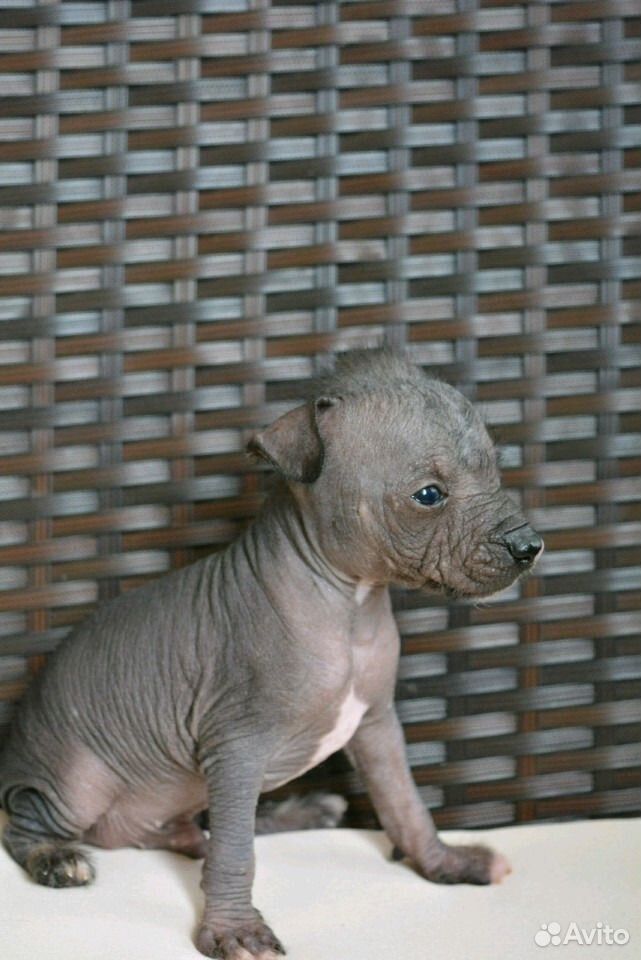 Мальчик мексиканской голой мини