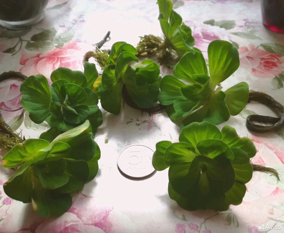 Пистия рафлс, детки