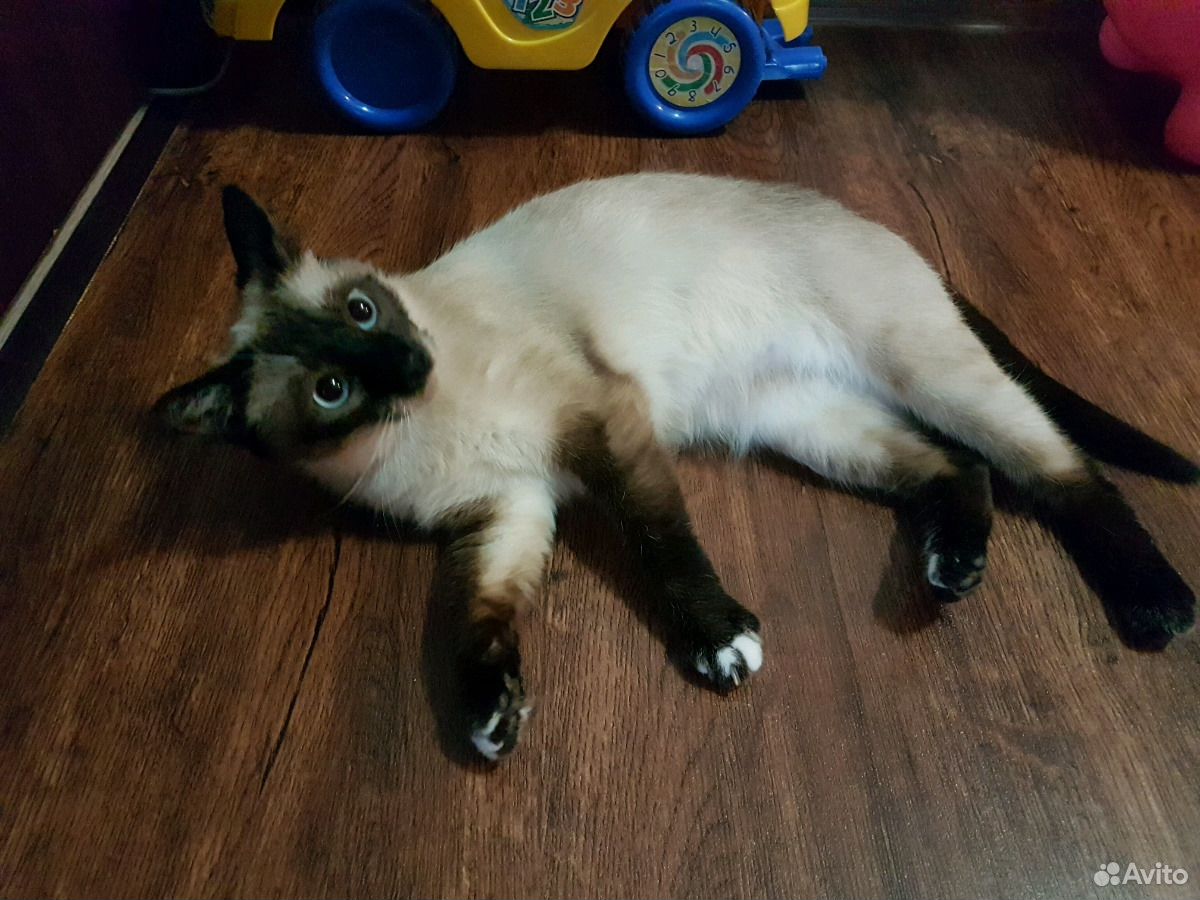 Тайская кошечка Кира