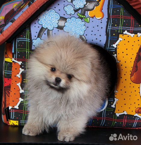 Померанец мишка