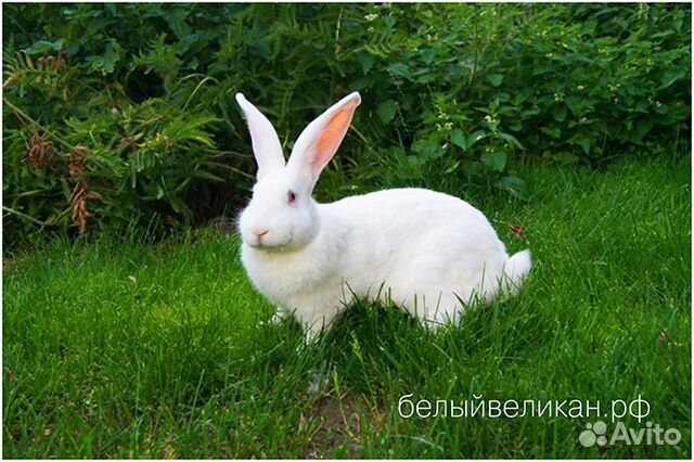 Белый великан