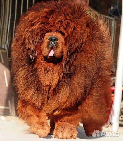 Обмен на цветного французского бульдога