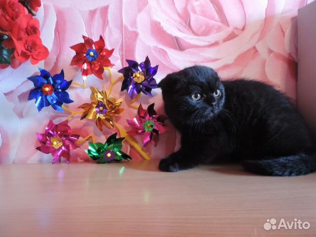 Котята британские