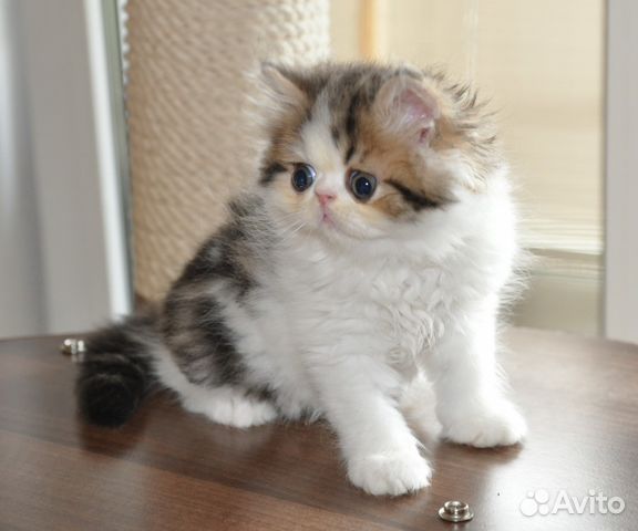 Яркий мальчишка