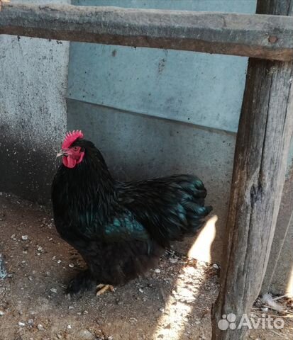 Молодые породистые петушки