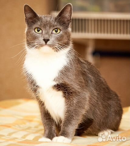 Кошка невероятной красоты