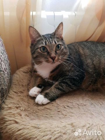 Кошка идеальная домашняя Машуня 1год стерильна, пр
