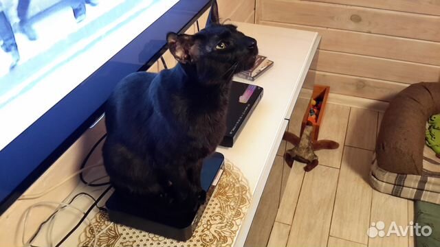 Отдам ориентального кота