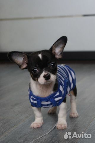 Живая игрушка в автомобиль