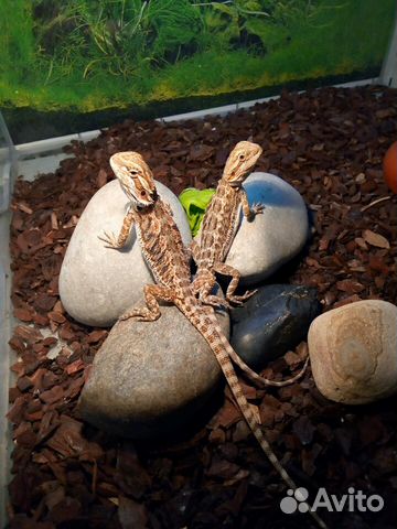 Агама борадатая