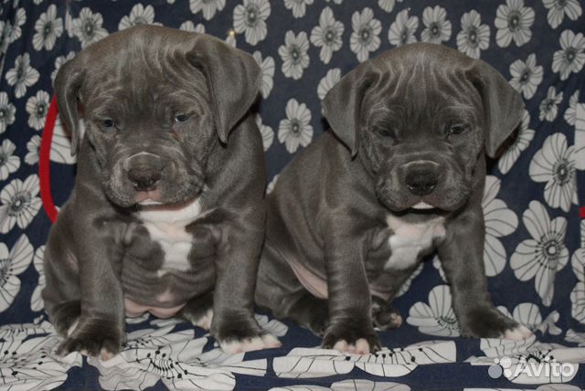 Американский булли девчонки