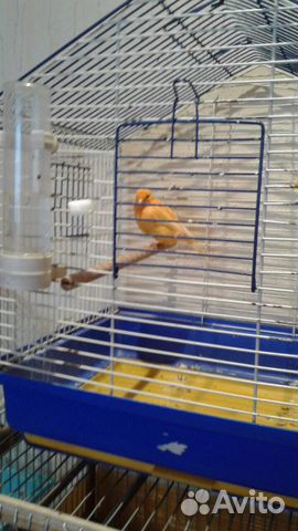 Продам конореек вместе с клеткой