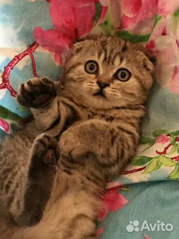 Роскошные чистокровные котята вискас