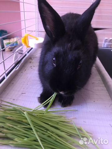 Декоративные карликовые кролики