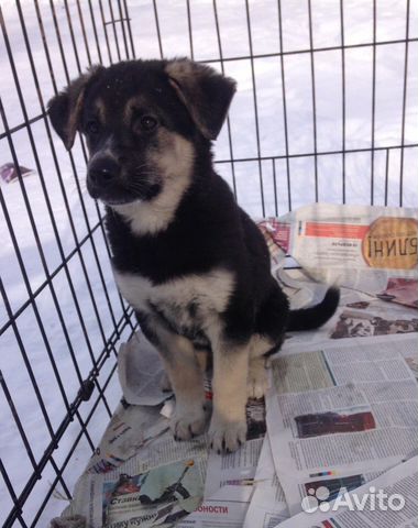 Овяароидная Плюшка - щенок в дар