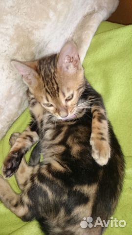 Котёнок тигренок девченка бенгалочка