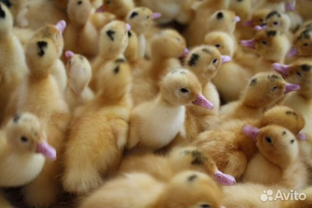 Мулард оптом с доставкой