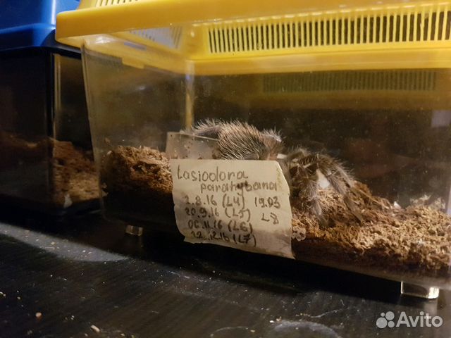 Lasiodora parahybana