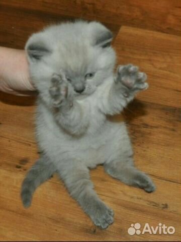 Смешнючий мальчик - шотландчик