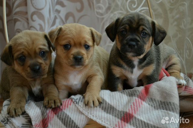 Щенки