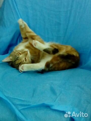 Котенок в добрые руки