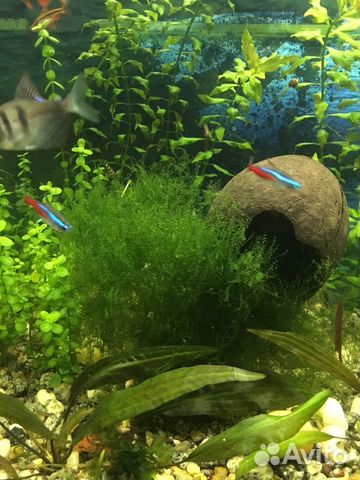 Аквариумное растение