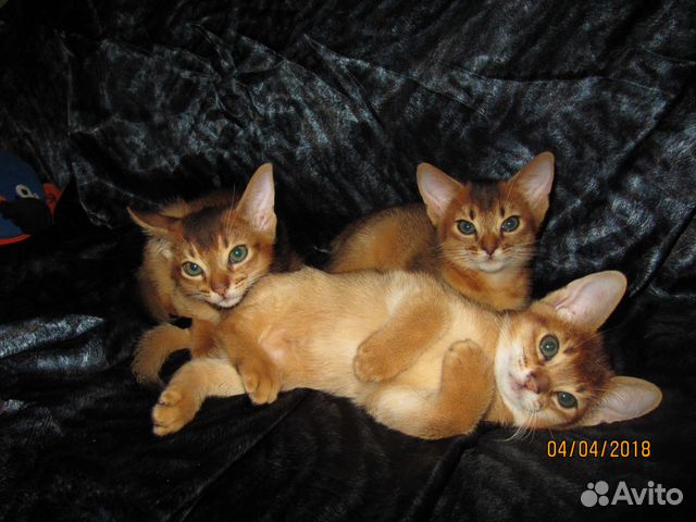 Абиссинские котята