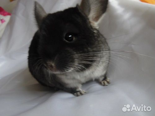 Шиншилла девочка черный бархат