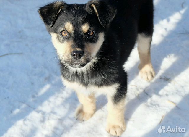 Черри ищет дом