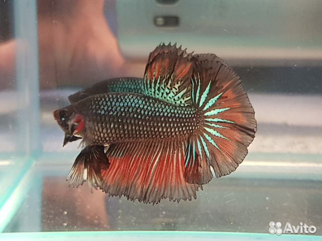 Петушки (HalfMoon - Betta Splendens - Петушок Халф
