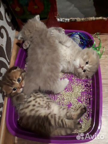 Котятки для души