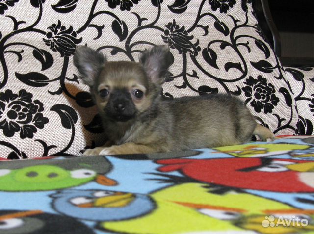 Щеночки Чихуахуа