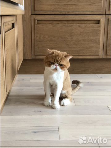 Котик Юджин ищет своего хозяина