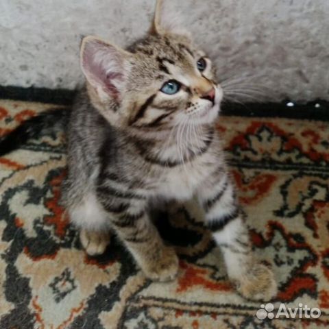Замурчательный котёнок мальчик в добрые руки