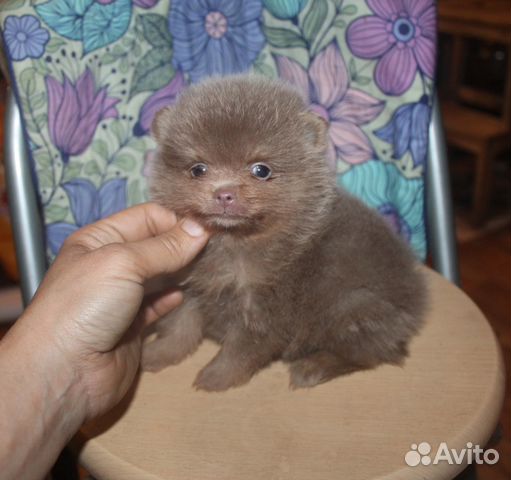 Шпиц Лиловая Яркая Красотка