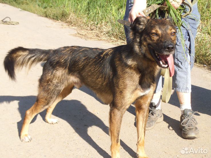 Просто симпатяга мировой парень пес Дик